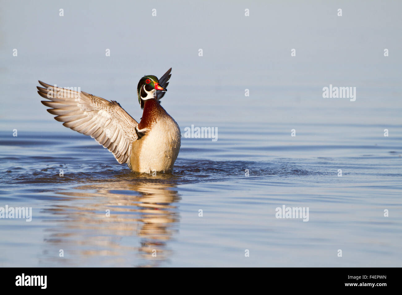 Wood Duck (Aix sponsa) male flapping wings in wetland, Marion, Illinois ...