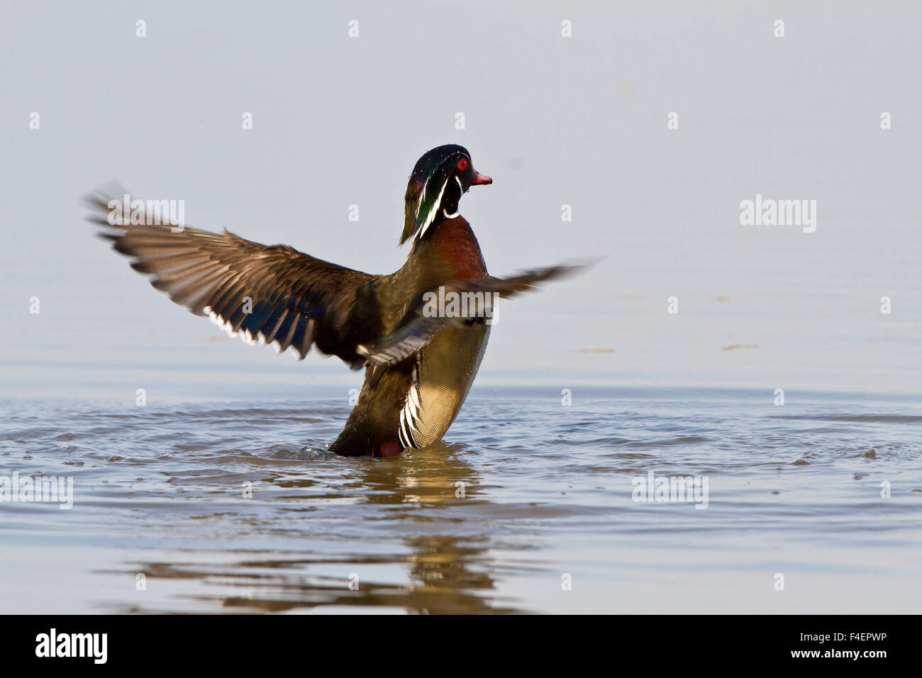 Wood Duck (Aix sponsa) male flapping wings in wetland, Marion, Illinois ...