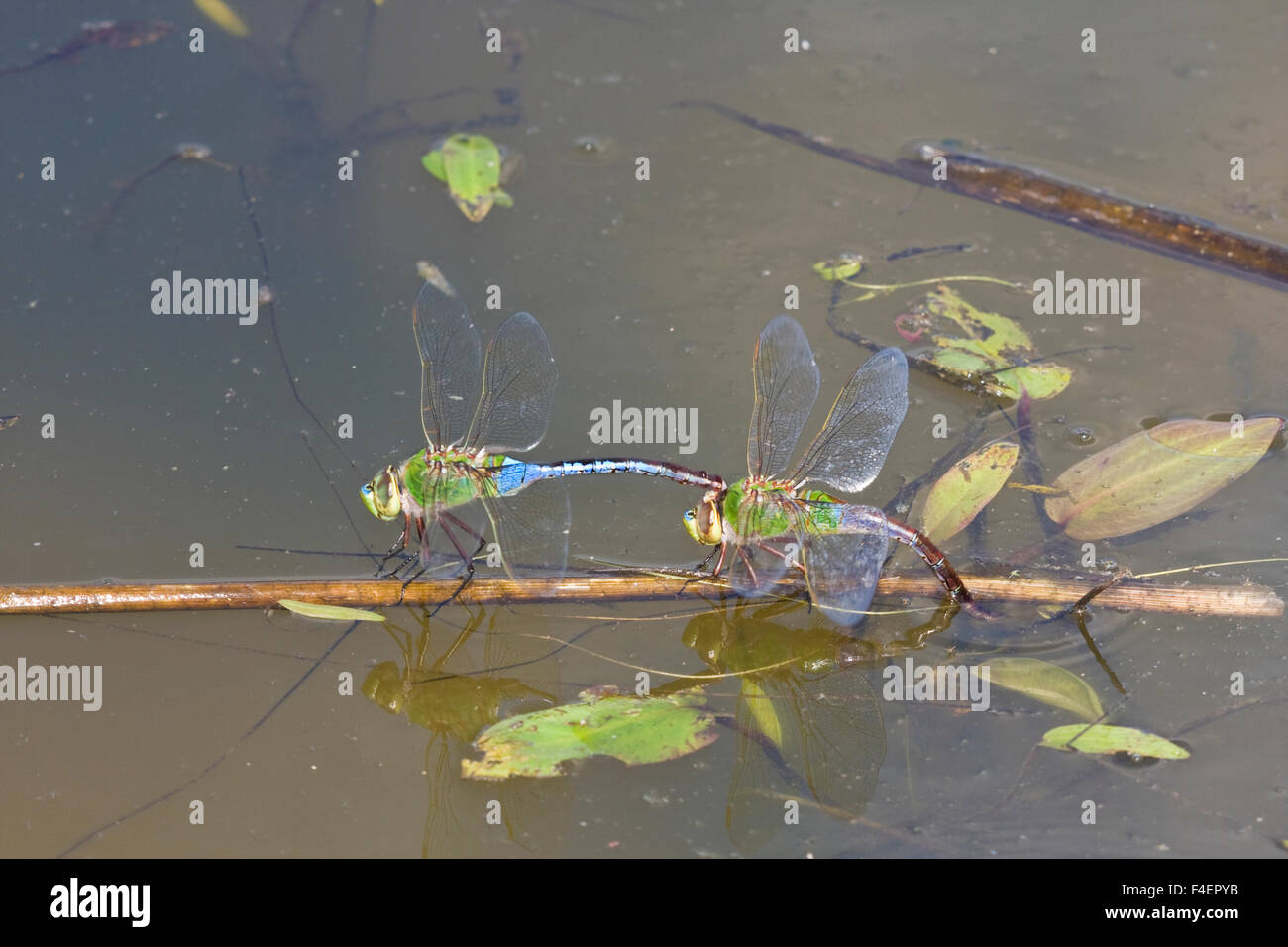 Common green darner dragonfly mating hi-res stock photography and ...
