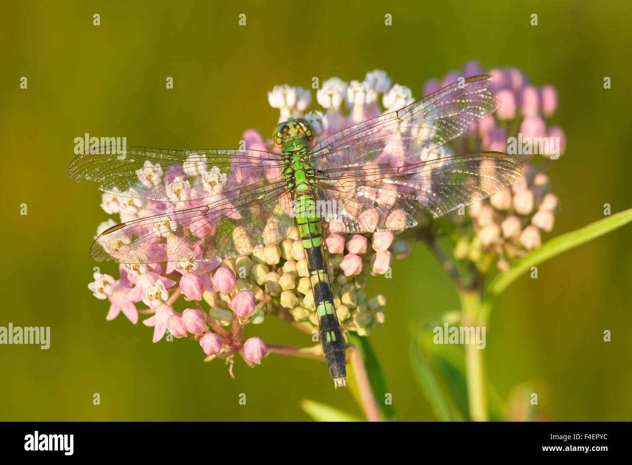 Eastern Pondhawk (Erythemis simplicicollis) female on Swamp Milkweed ...