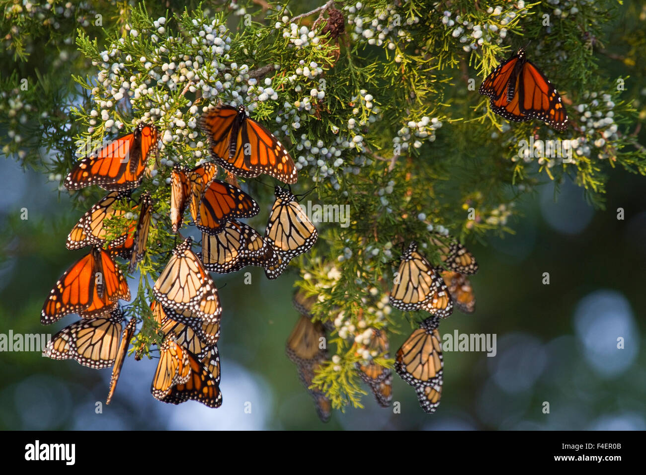 Roosting monarch butterflies hi-res stock photography and images - Alamy