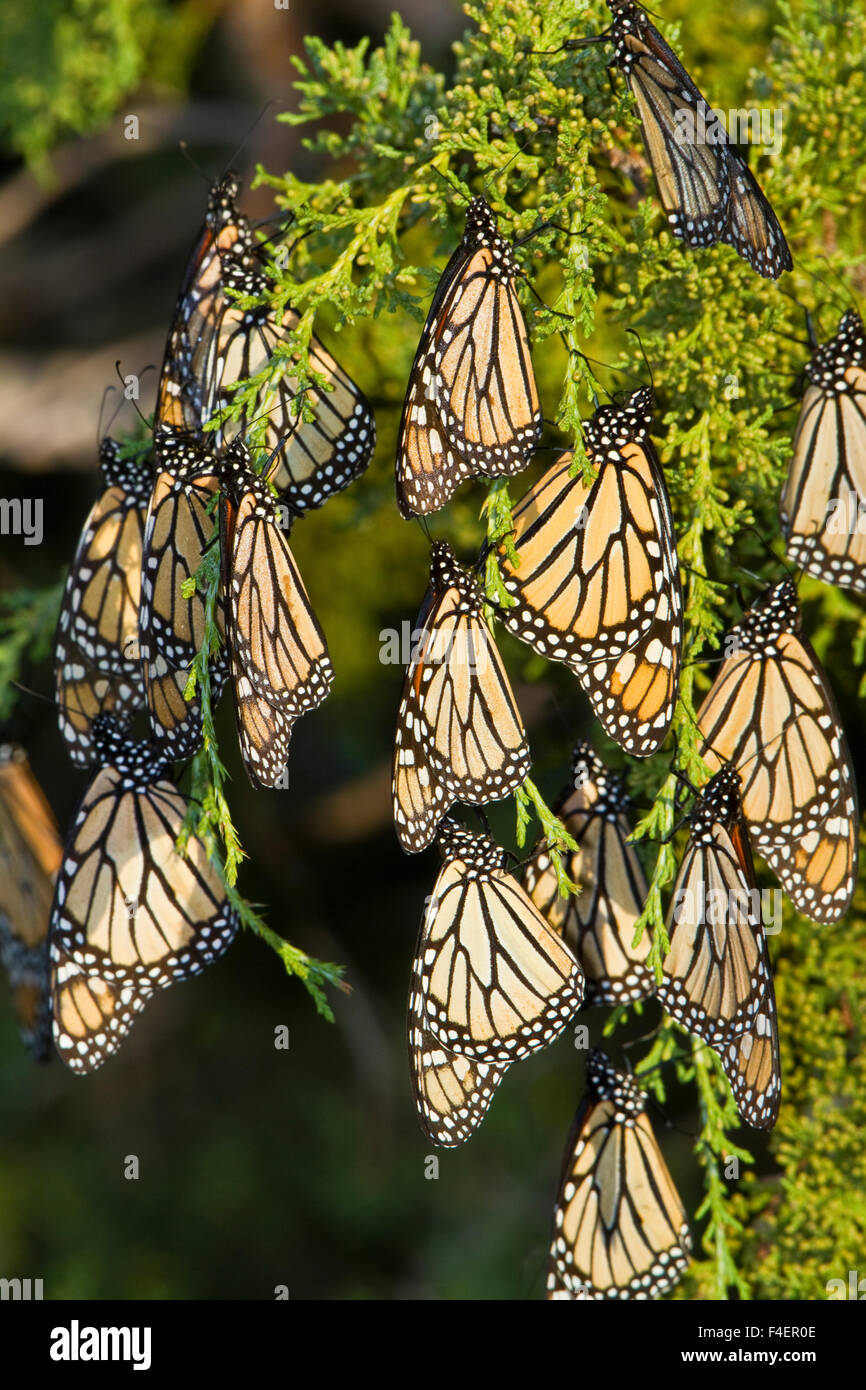 Monarch butterflies (Danaus plexippus) roosting in Eastern Red Cedar ...
