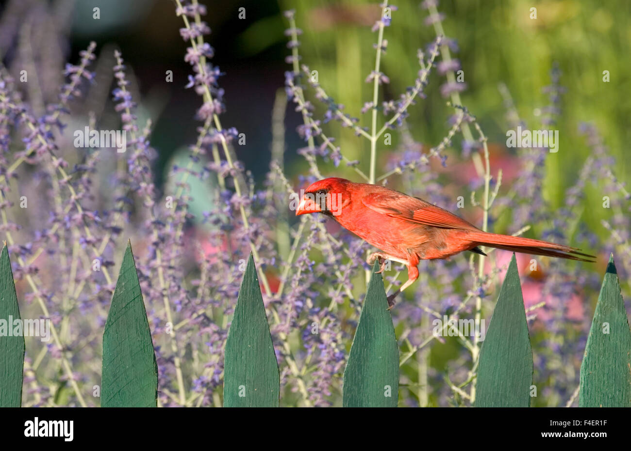 Northern Cardinal (Cardinalis cardinalis) male on fence near Russian ...