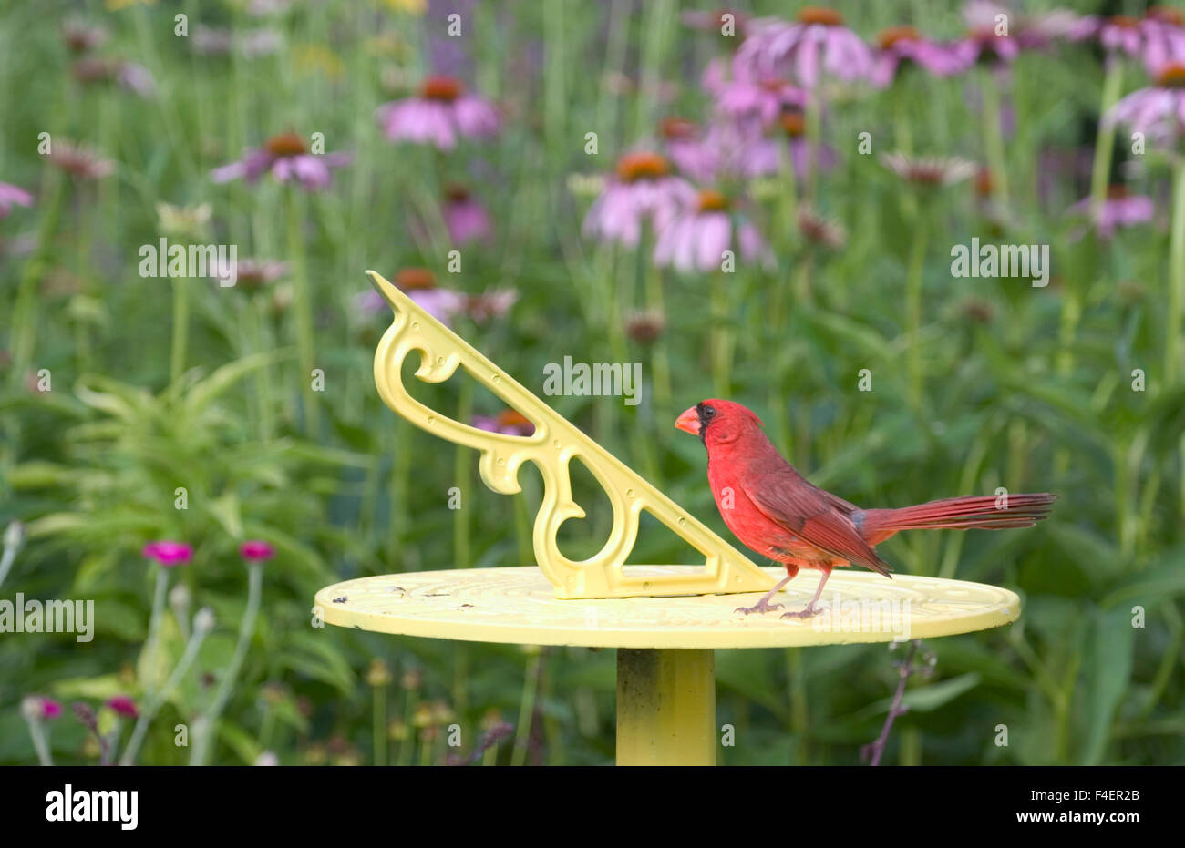 Northern Cardinal (Cardinalis cardinalis) male on yellow sundial in ...