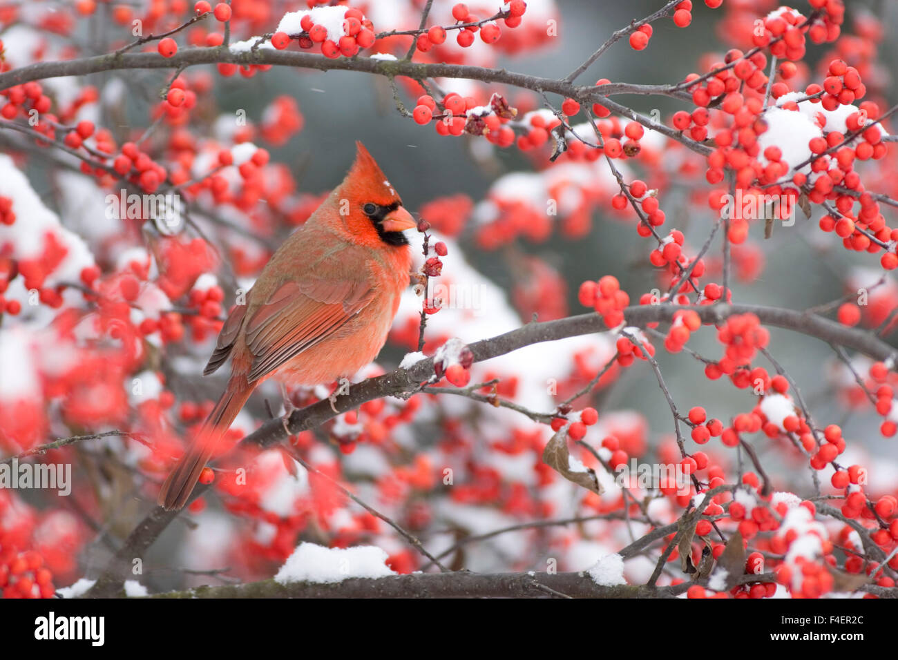 Northern Cardinal (Cardinalis cardinalis)male in Common Winterberry ...