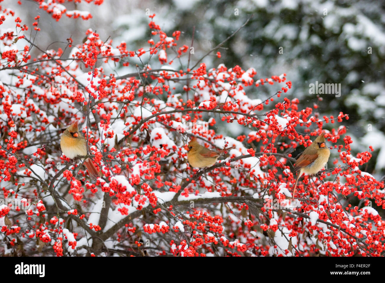 Northern Cardinals (Cardinalis cardinalis) females on Common ...
