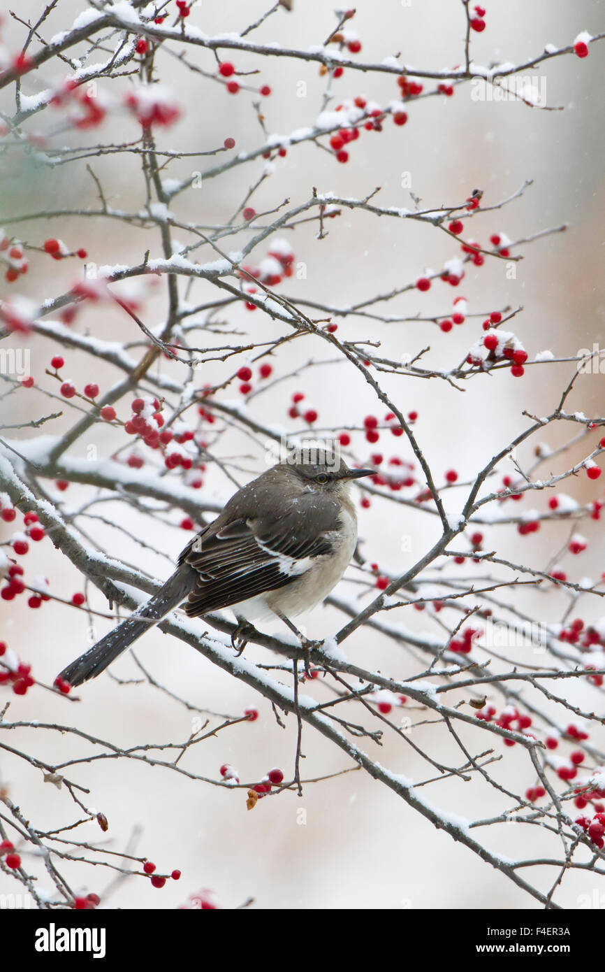 Winterberry bird hi-res stock photography and images - Alamy