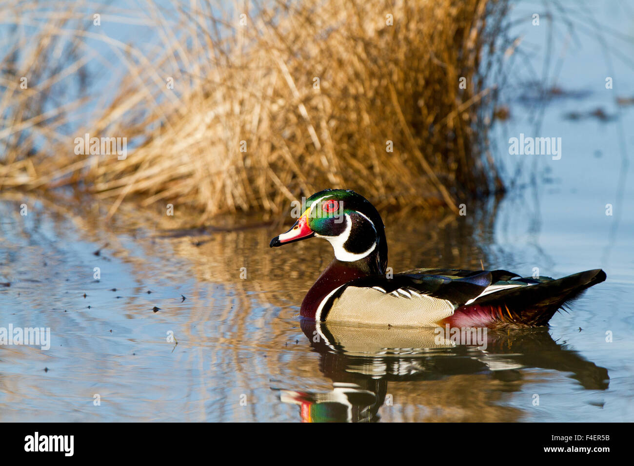 Wood Duck (Aix sponsa) male in wetland, Marion, Illinois, USA Stock ...