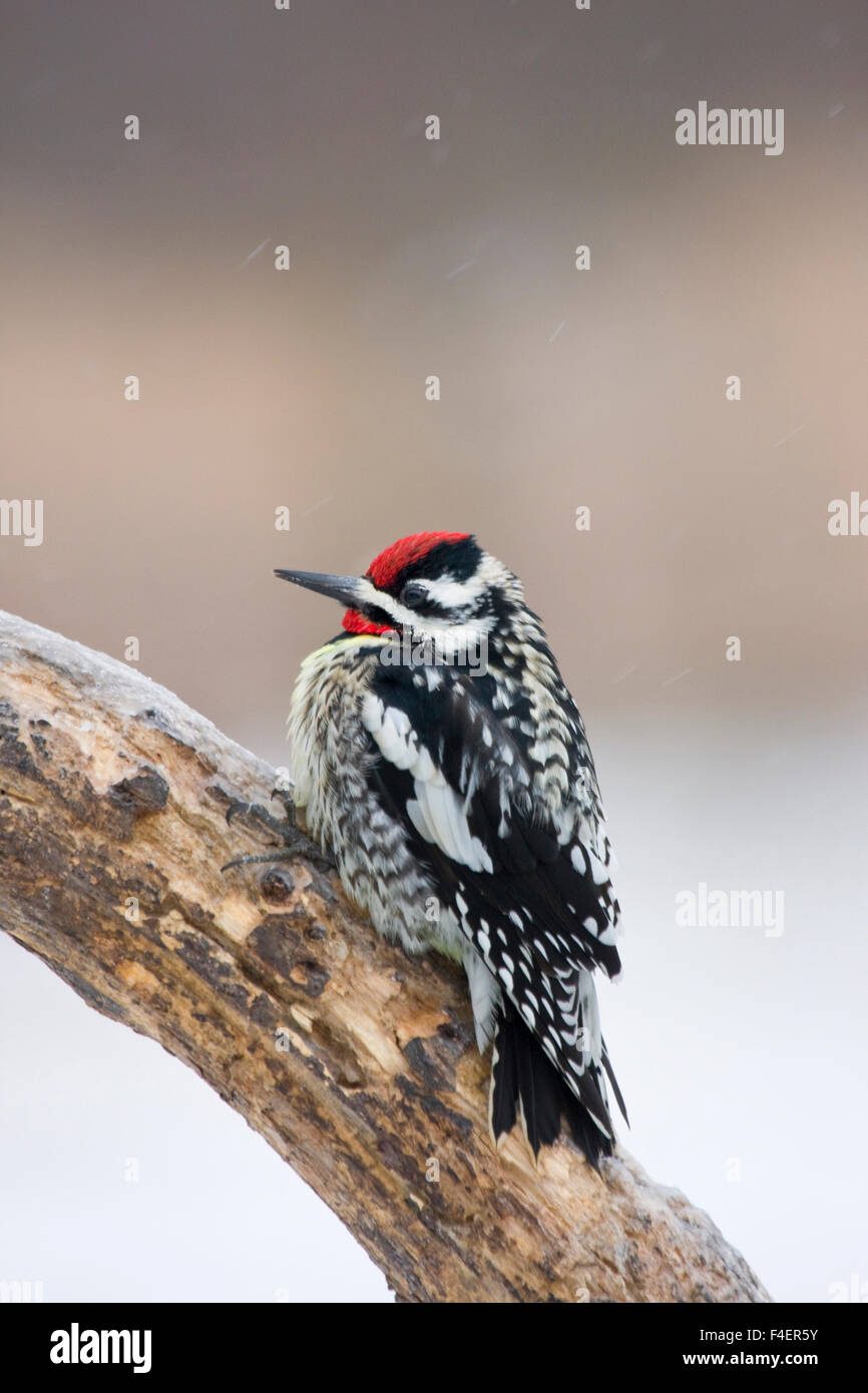 Yellow bellied sapsucker feather hi-res stock photography and images ...