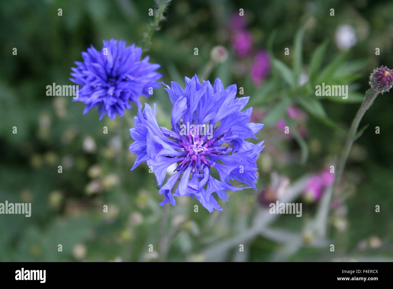 Bright blue corn flowers on the field in summer at a sunny day Stock ...