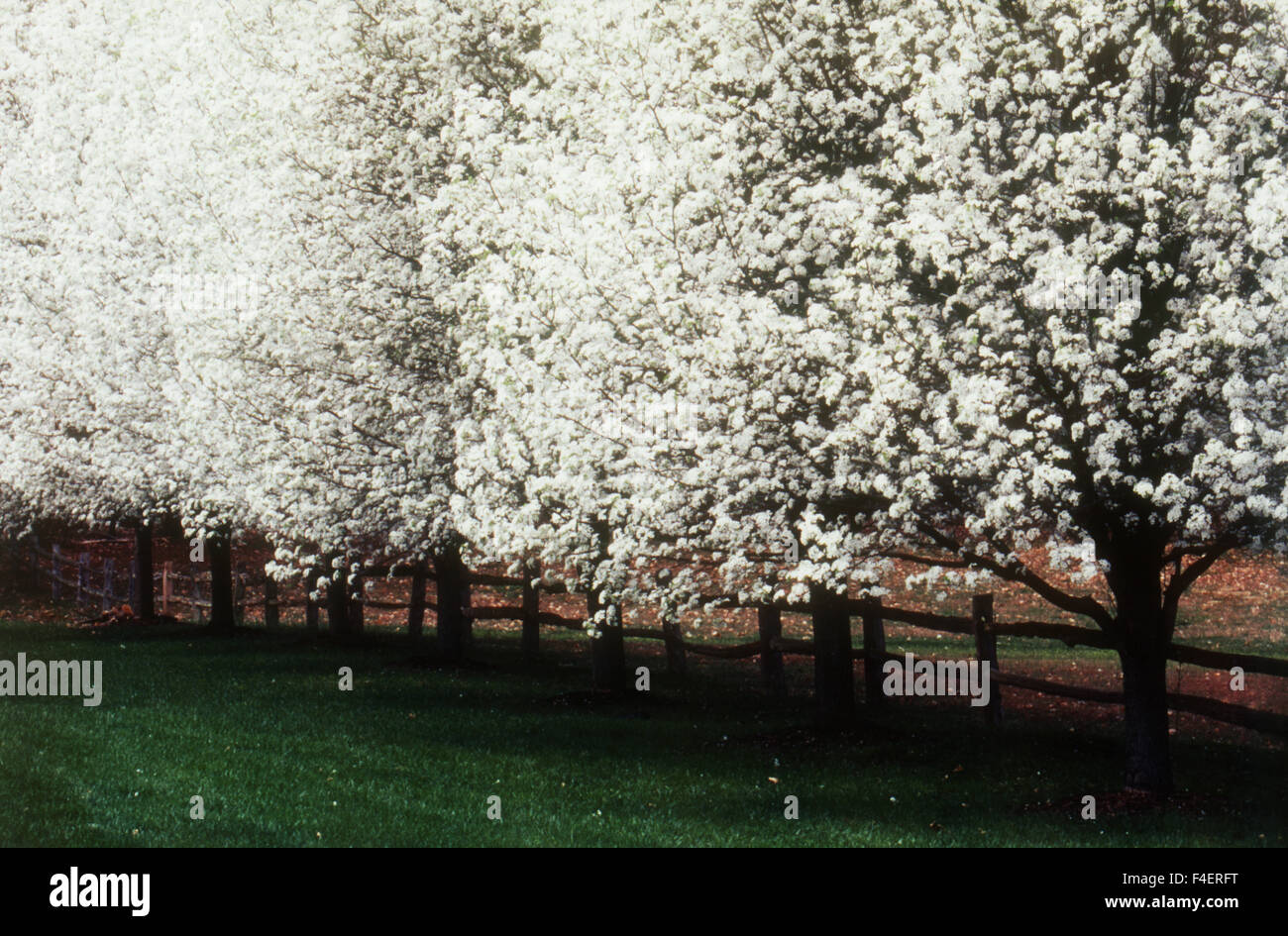 Bradford pear trees hi-res stock photography and images - Alamy