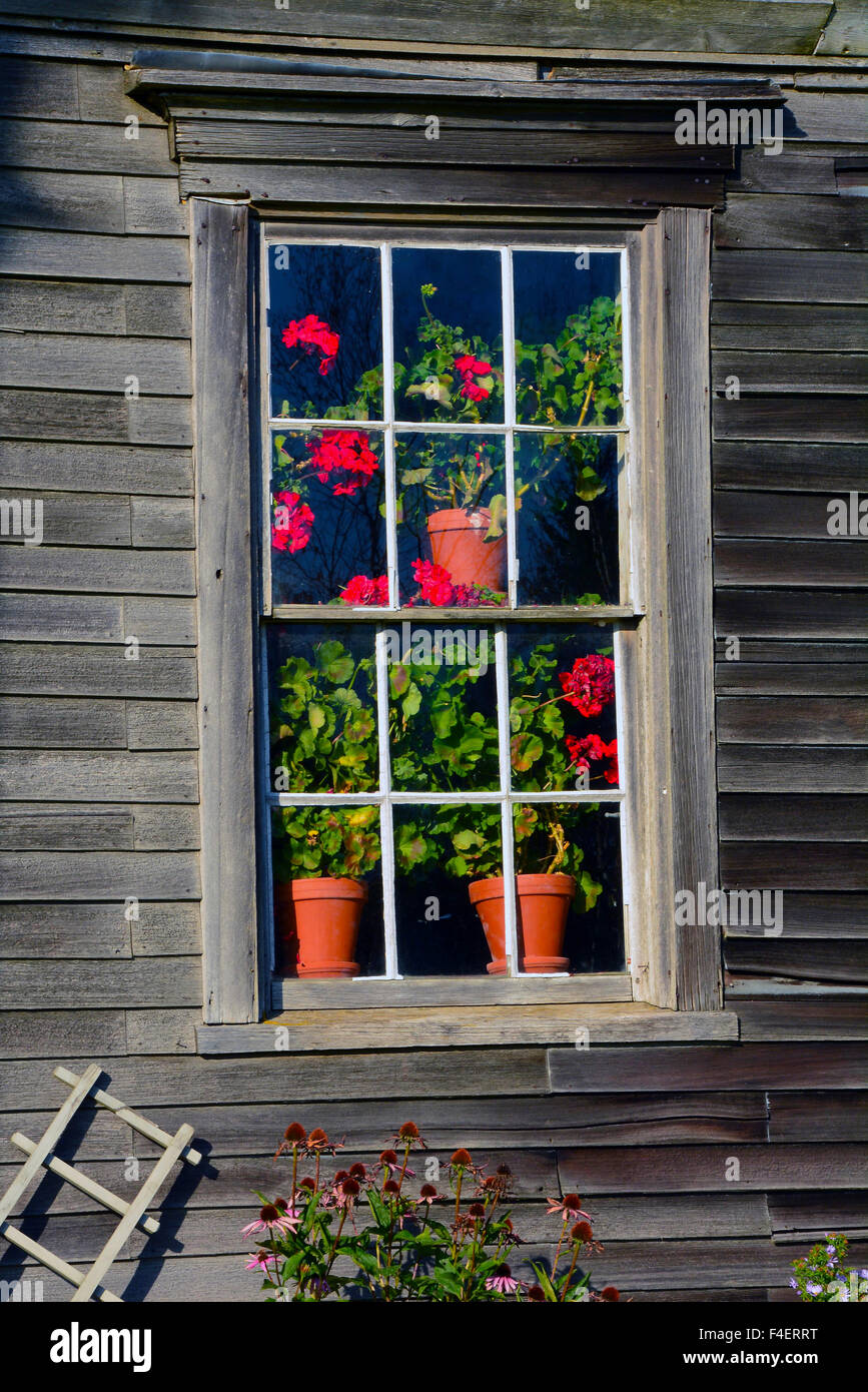 Geraniums in window at Olson House, Cushing, Maine, USA Stock Photo - Alamy
