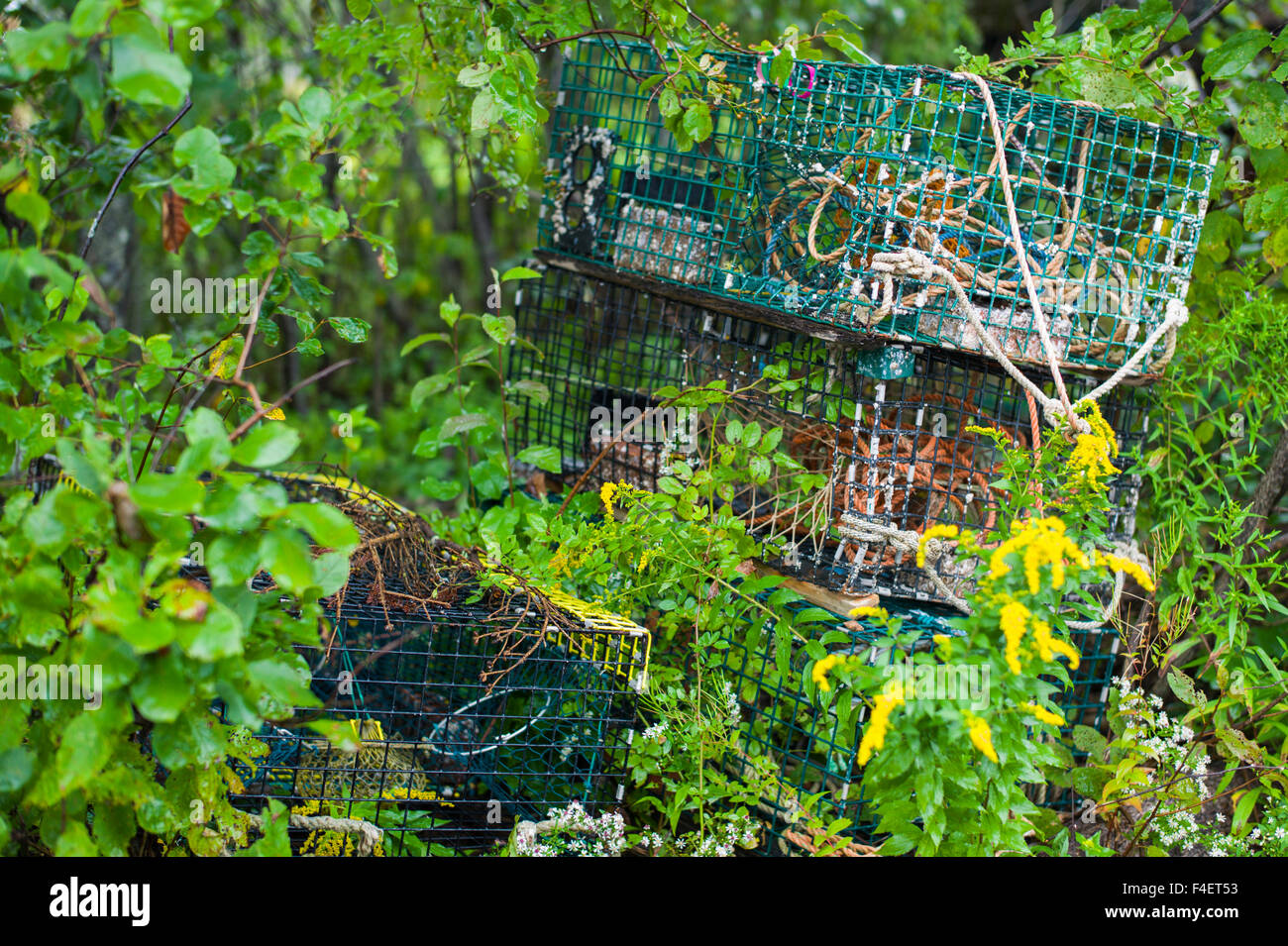 Maine, Mt. Desert Island, Bernard, old lobster trap Stock Photo - Alamy