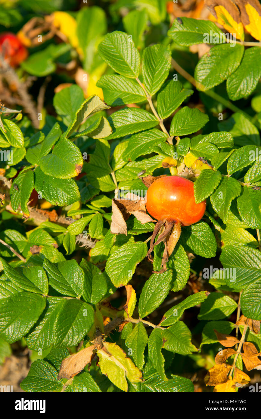 Cuttyhunk hi-res stock photography and images - Alamy