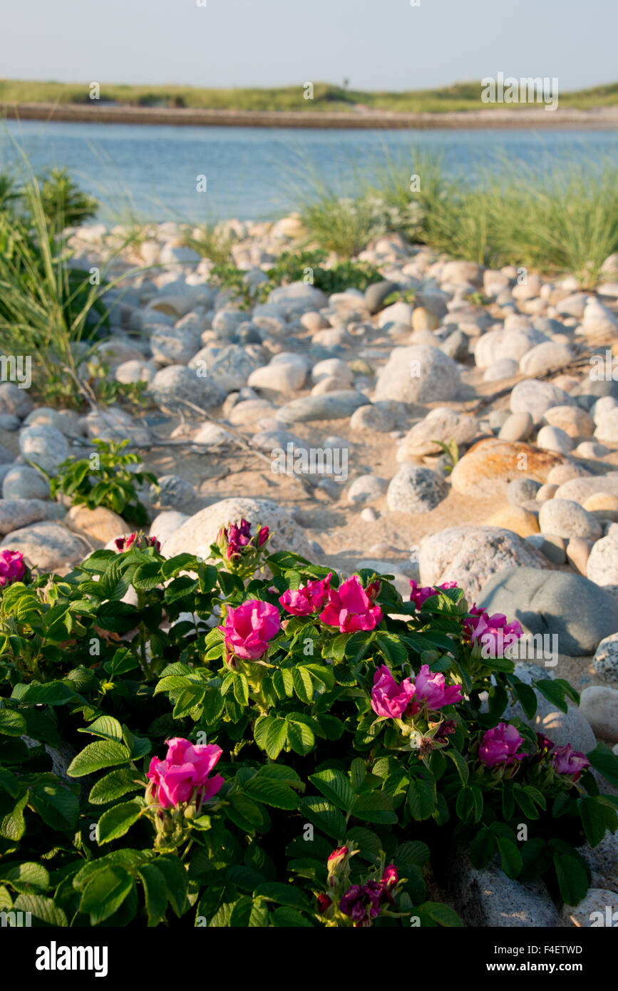 Massachusetts, Elizabeth Islands, Cuttyhunk Island, Gosnold. Wild roses ...