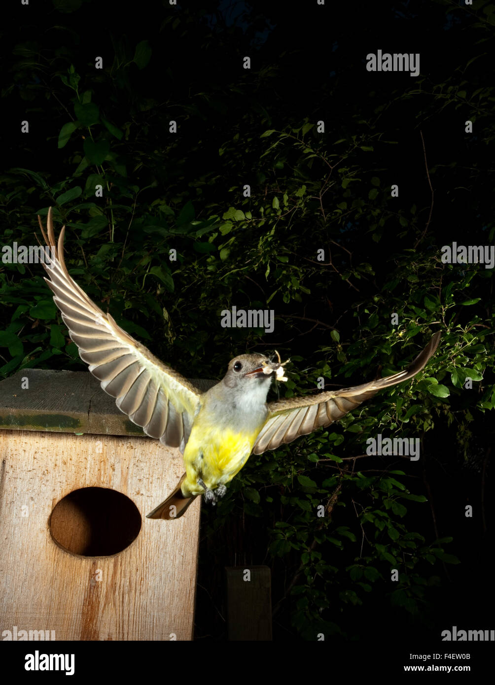 Minnesota, Mendota Heights, Great Crested Flycatcher Flying from Nest ...