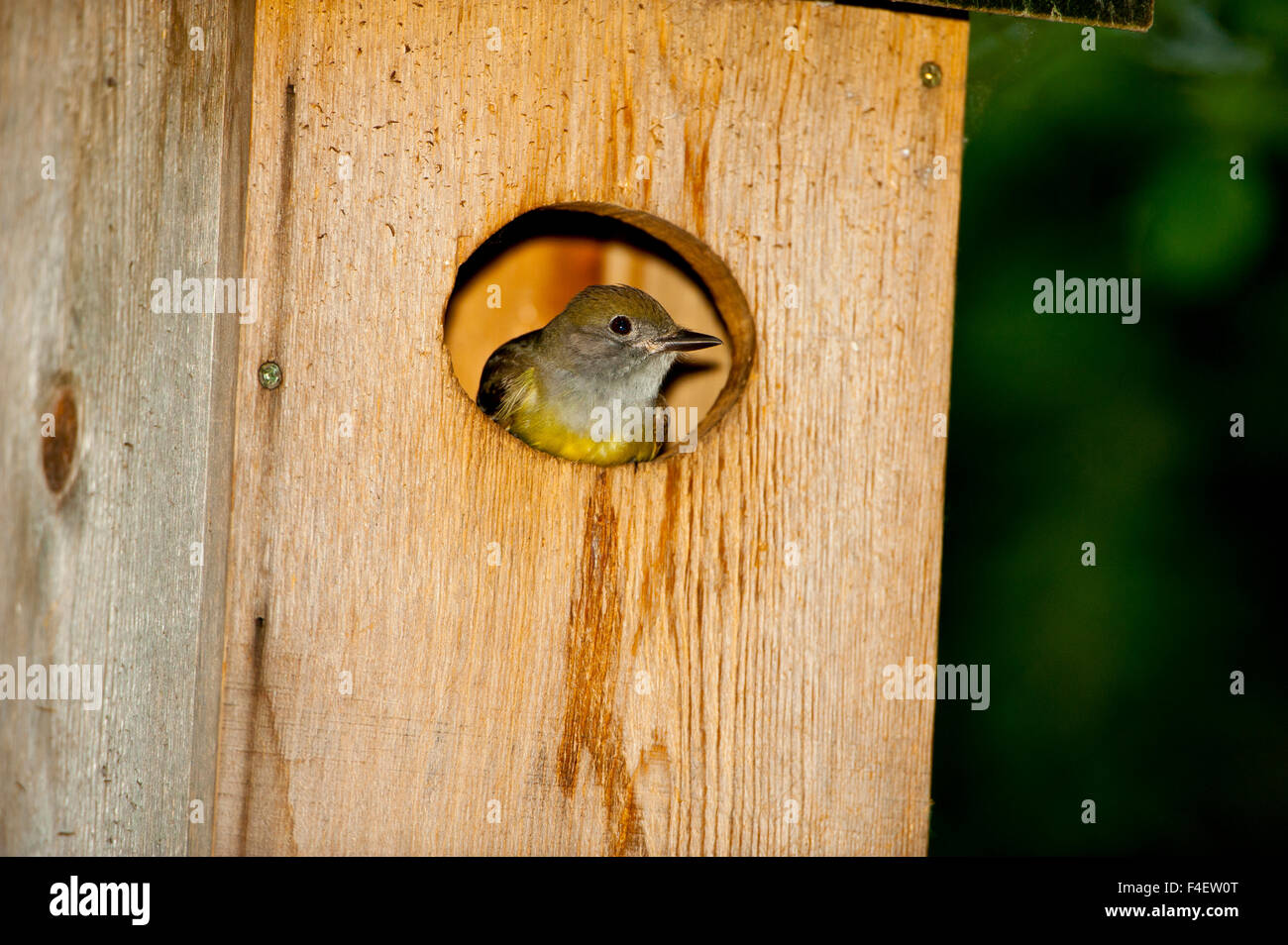 Minnesota, Mendota Heights, Great-crested Flycatcher perched inside ...