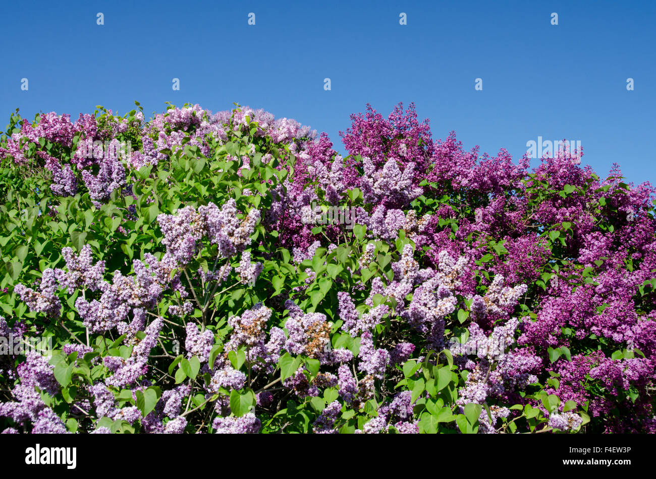 Michigan, Lake Michigan, Mackinac Island. Detail of lilac flowers that ...
