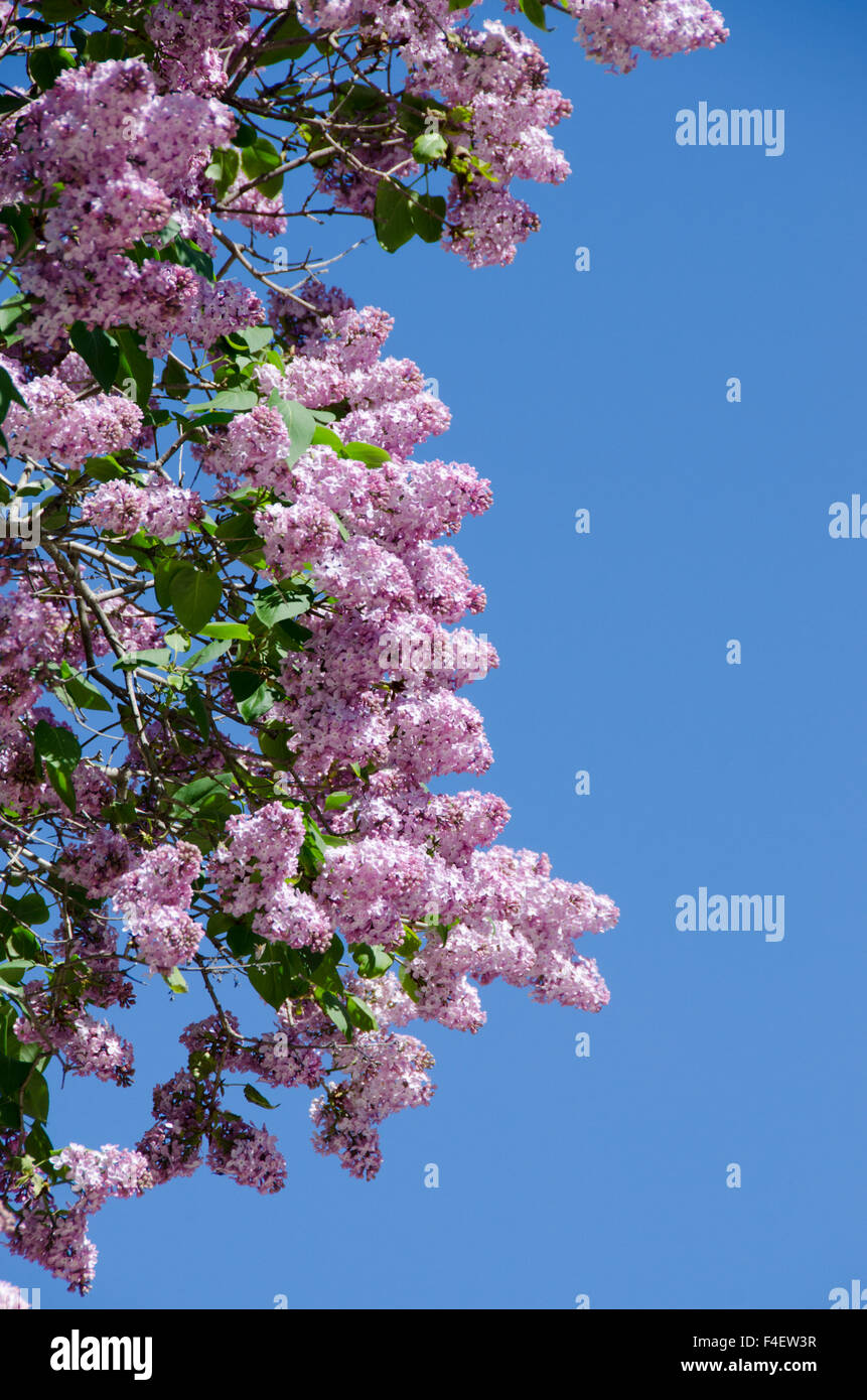 Michigan, Lake Michigan, Mackinac Island. Detail of lilac flowers that ...