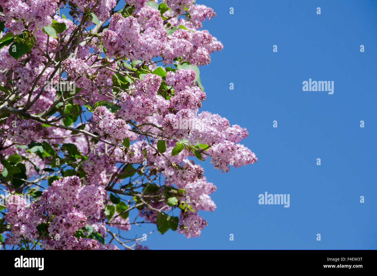 Michigan, Lake Michigan, Mackinac Island. Detail of lilac flowers that ...