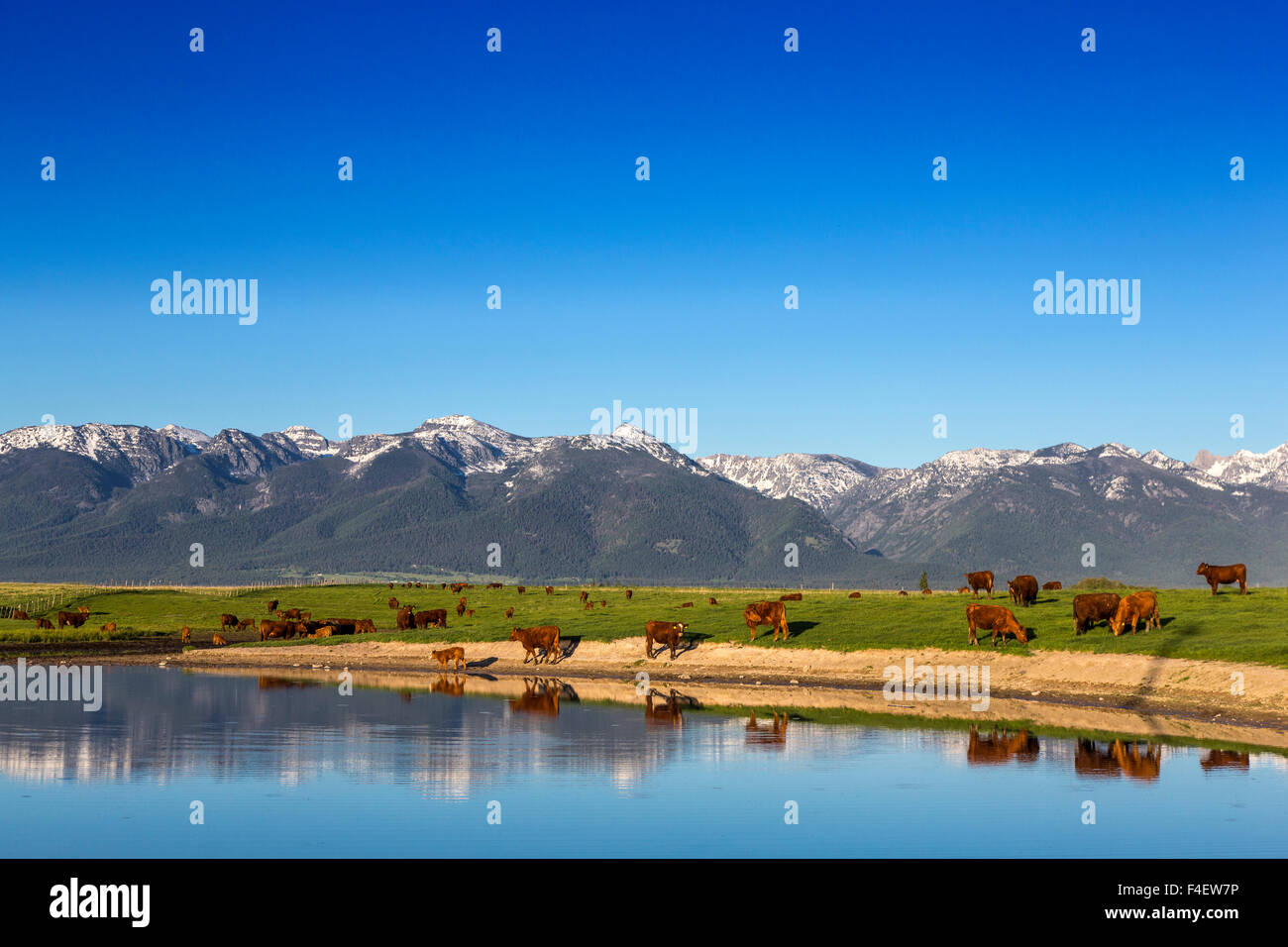 Red angus cow with calves hi-res stock photography and images - Alamy