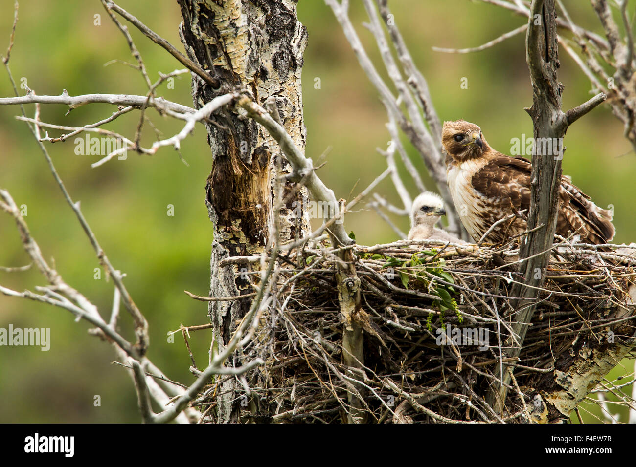 Red tailed hawk chick hi-res stock photography and images - Alamy