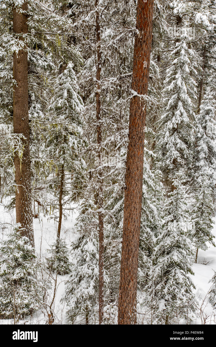 Heavy snowfall in the Stillwater State Forest near Whitefish, Montana ...