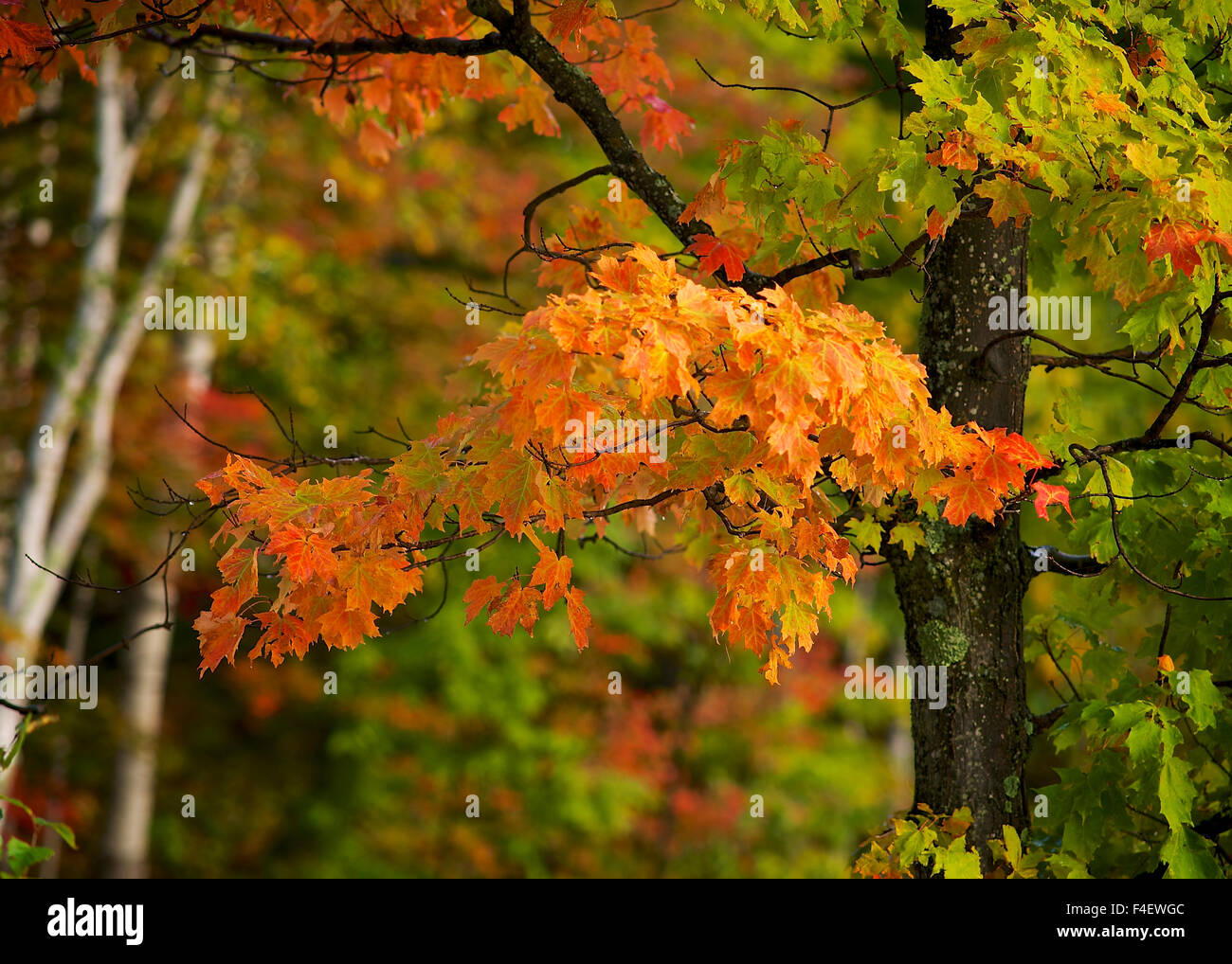 Michigan, Upper Peninsula. Bewabic State Park. Maple tree turning its ...