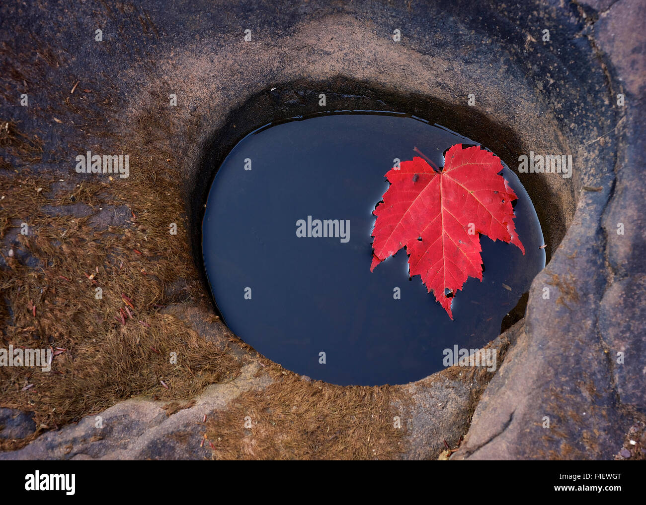 Michigan, Black River. Red maple leaf in a small lava hole Stock Photo ...