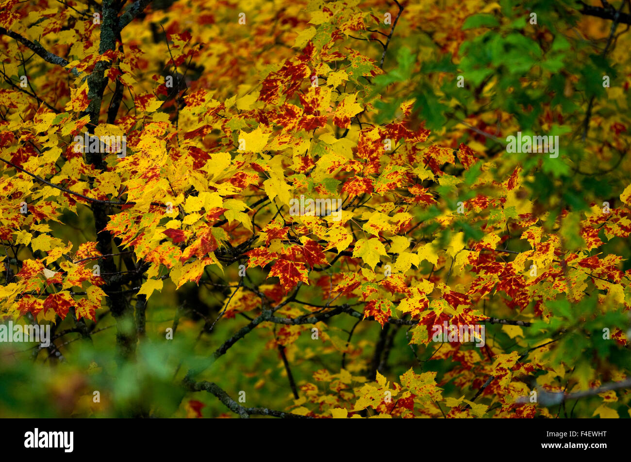 USA, Minnesota, Itasca State Park, Fall Colors Stock Photo - Alamy