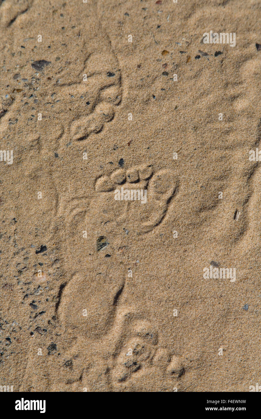 Footprints in the sand at holland hi-res stock photography and images ...