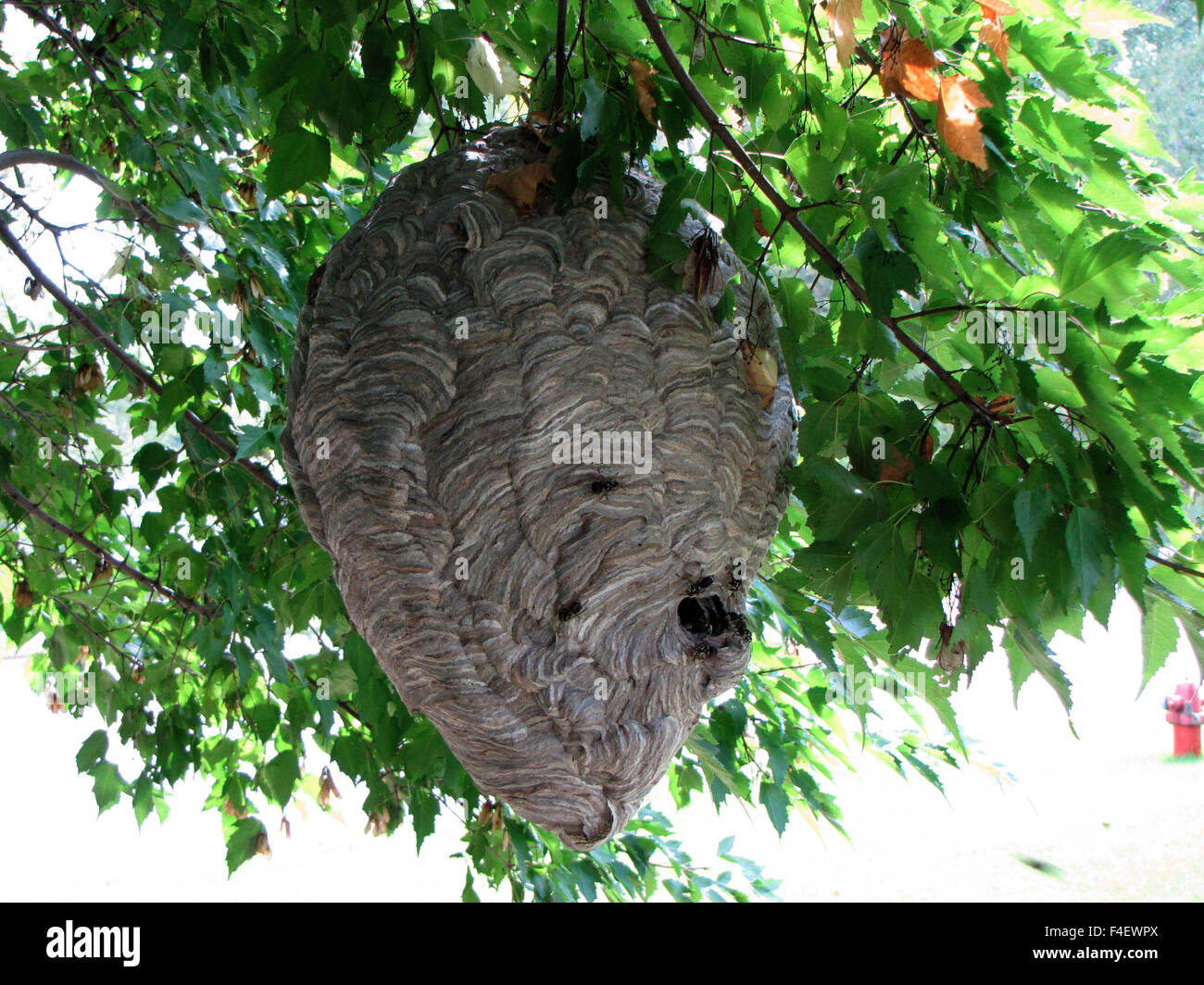 Umbrella wasps hi-res stock photography and images - Alamy