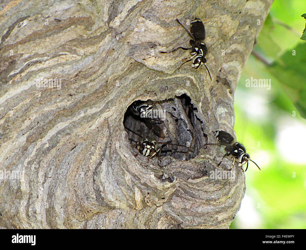 USA, Minnesota, Mendota Heights, Paper Wasp Nest with Wasps Stock Photo ...