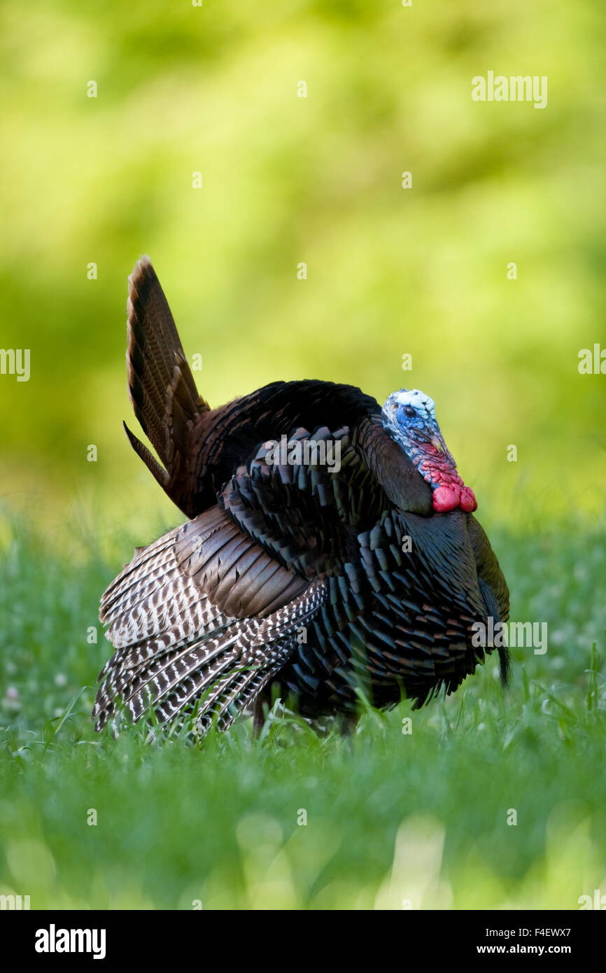 Eastern Wild Turkey (Meleagris gallopavo) gobbler strutting in field ...