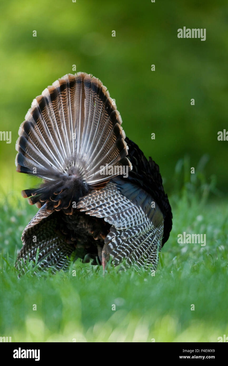 Eastern Wild Turkey (Meleagris gallopavo) gobbler strutting in field ...