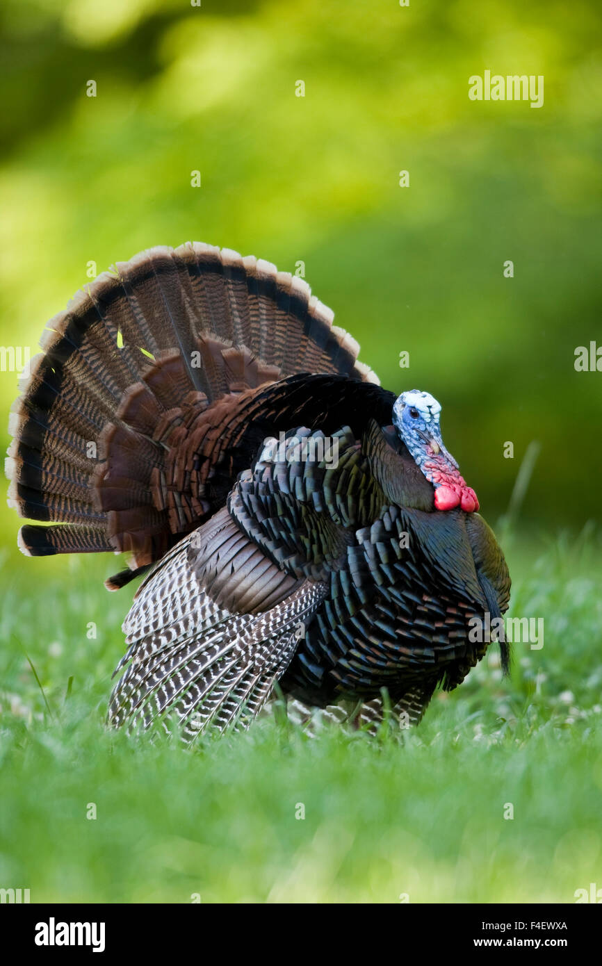 Eastern wild turkey gobbler strutting in field in holmes county hi-res ...