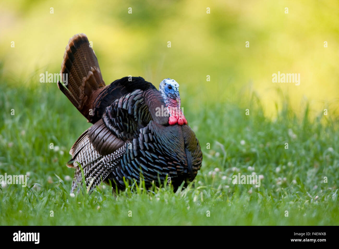 Eastern Wild Turkey (Meleagris gallopavo) gobbler strutting in field ...
