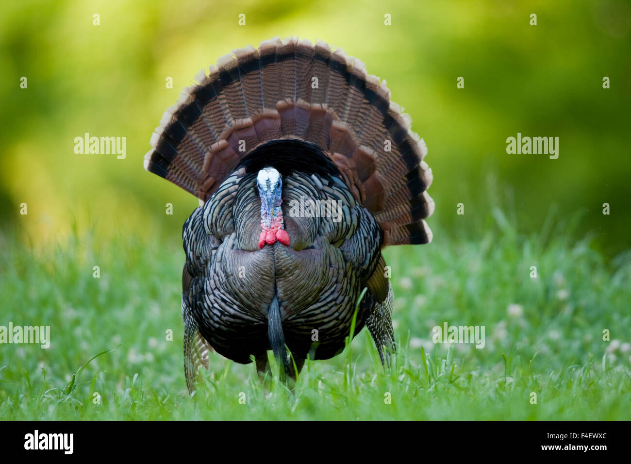 Eastern Wild Turkey (Meleagris gallopavo) gobbler strutting in field ...