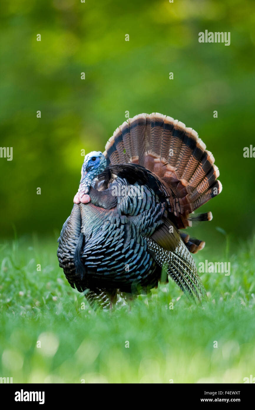 Eastern wild turkey strutting hi-res stock photography and images - Alamy
