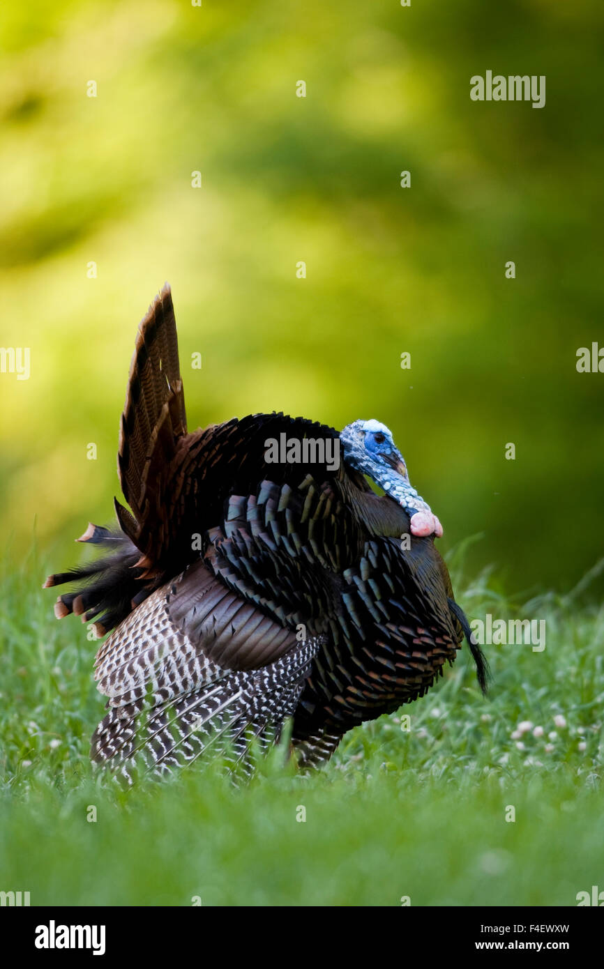 Eastern Wild Turkey (Meleagris gallopavo) gobbler strutting in field ...
