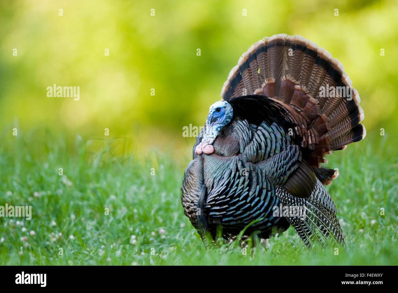 Eastern Wild Turkey (Meleagris gallopavo) gobbler strutting in field ...