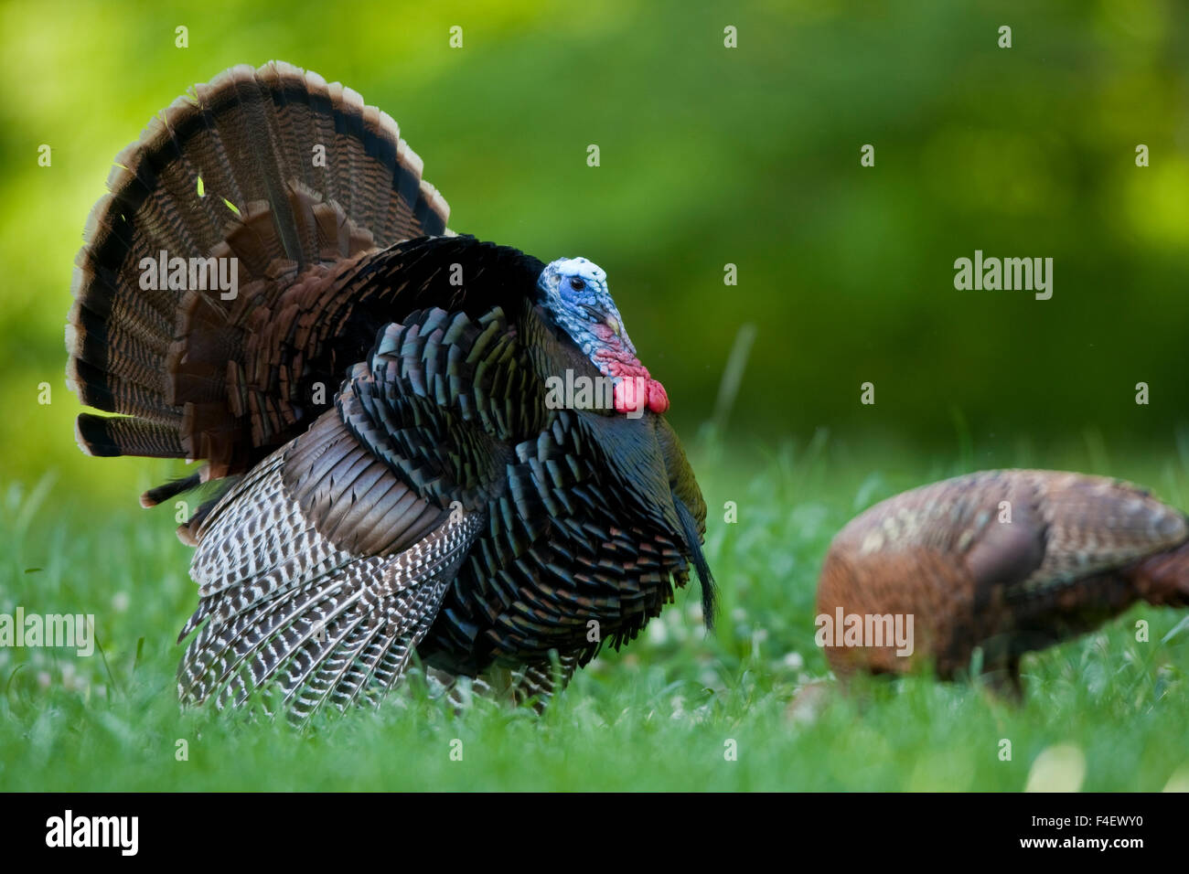 Eastern Wild Turkeys (Meleagris gallopavo) gobbler strutting near hen ...