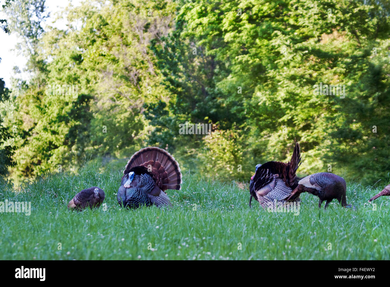 Eastern wild turkey behavior hi-res stock photography and images - Alamy