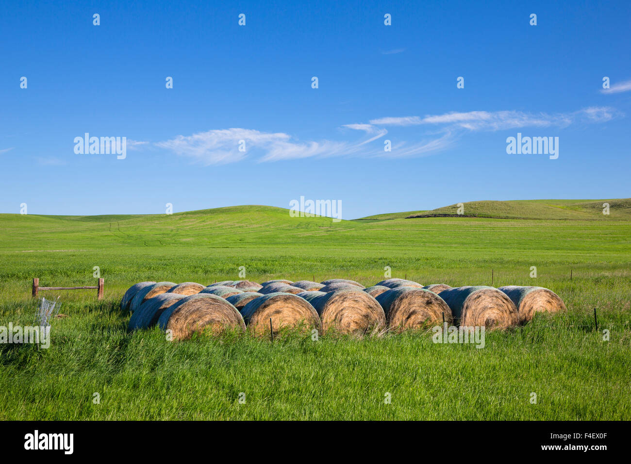 USA, Montana, Fergus County, Hay bales Stock Photo - Alamy