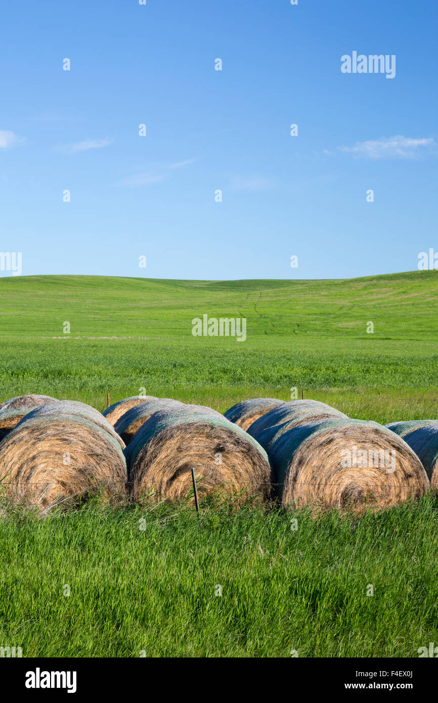 USA, Montana, Fergus County, Hay bales Stock Photo - Alamy