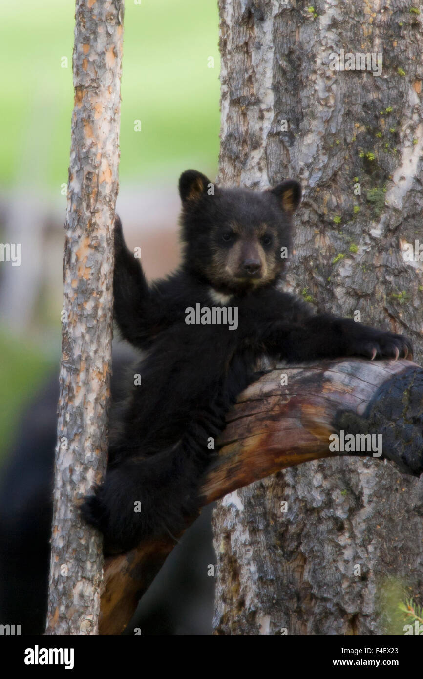 Black Bears Cub Lounging Stock Photo - Alamy