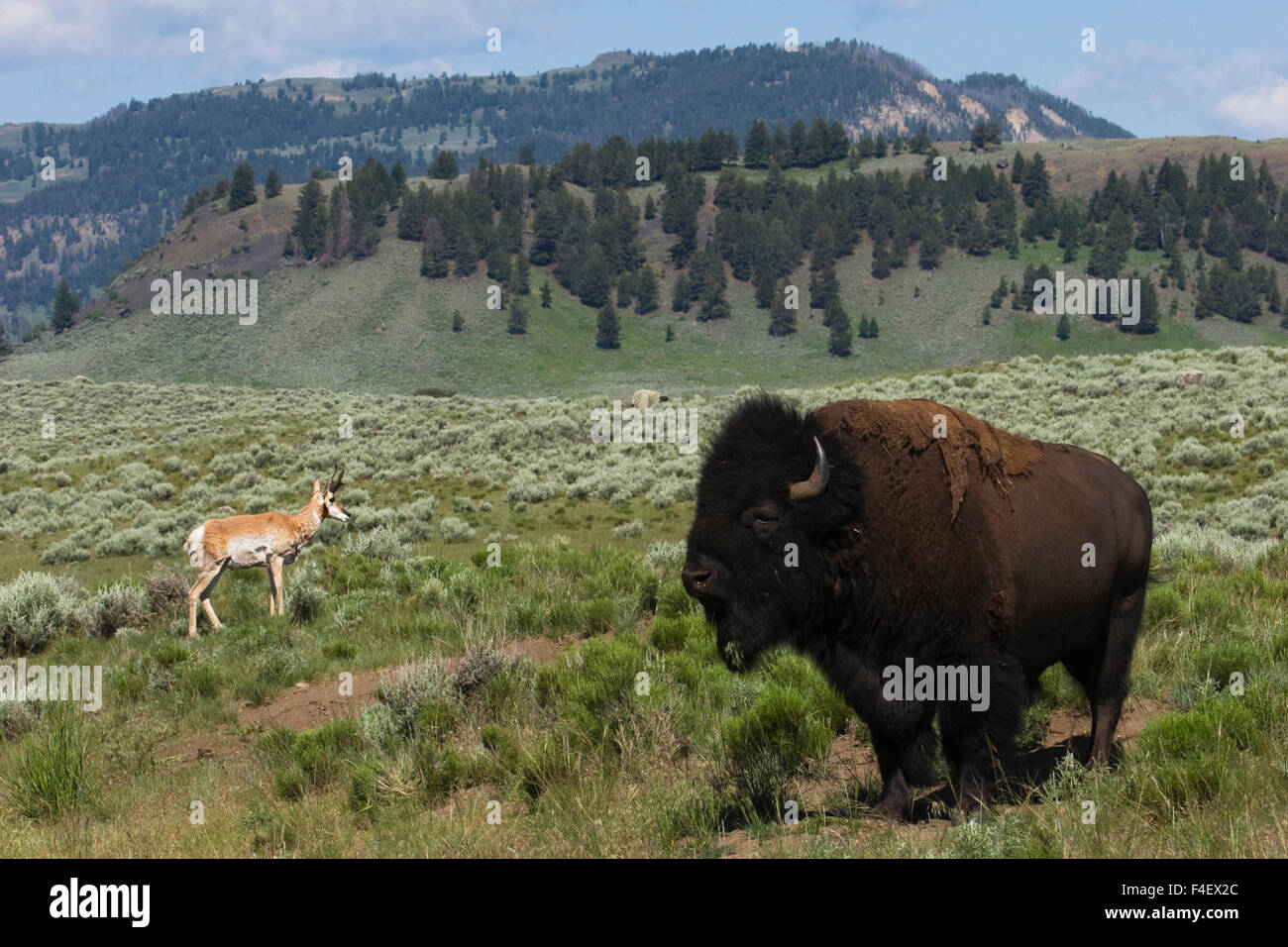 Bison Bull and Pronghorn Antelope, Yellowstone National Park Stock ...