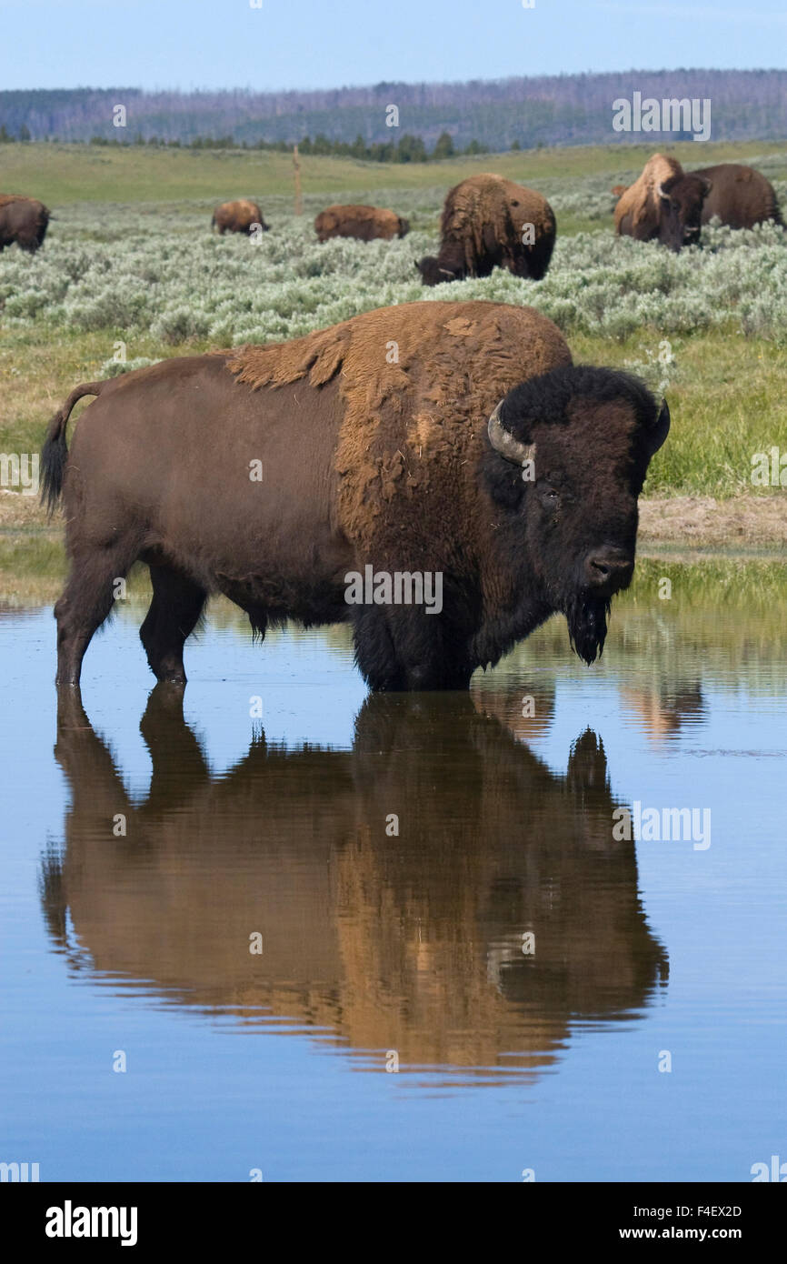 Bison Bull Reflecting Stock Photo - Alamy