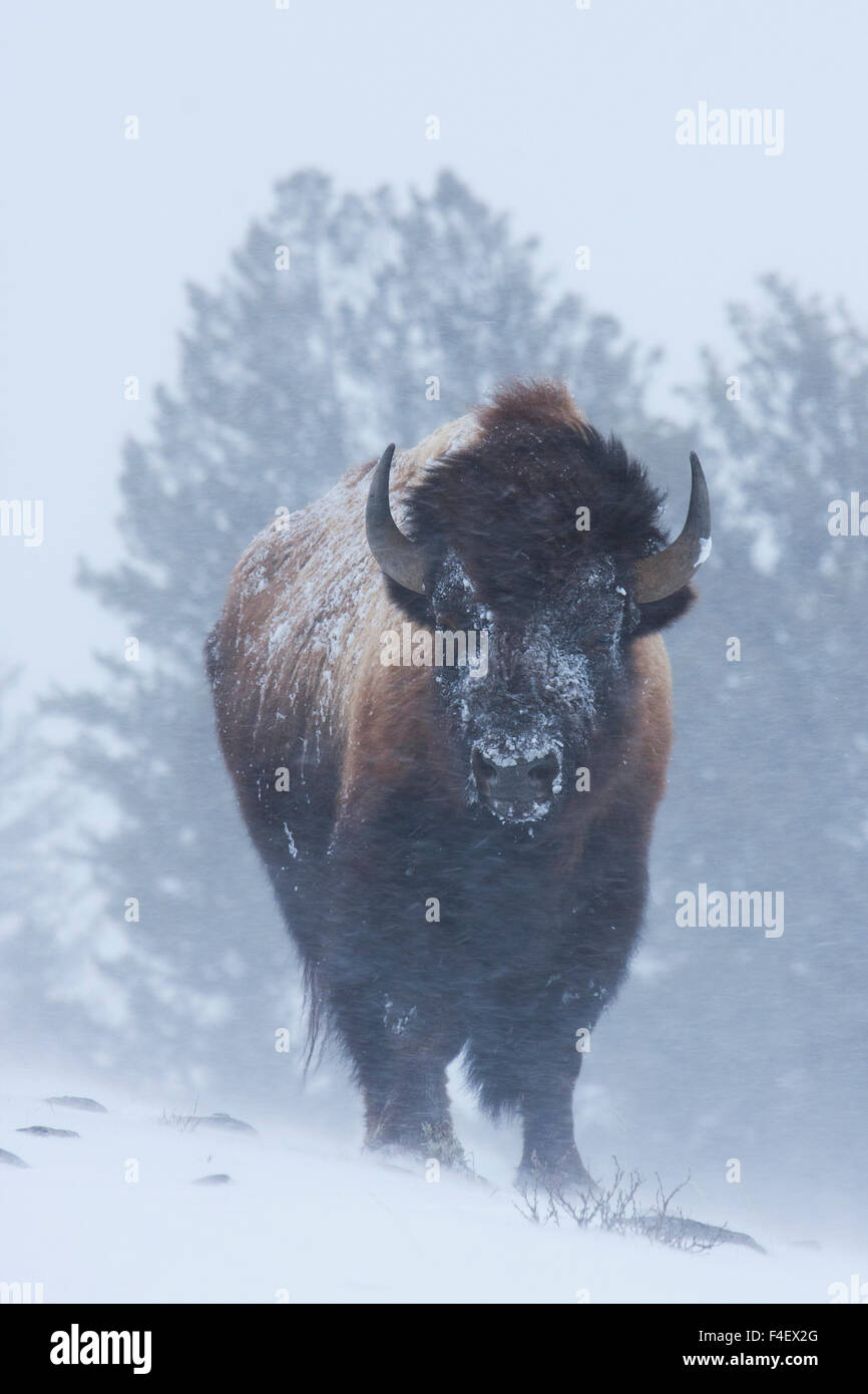 Bison Bull, winter storm Stock Photo - Alamy