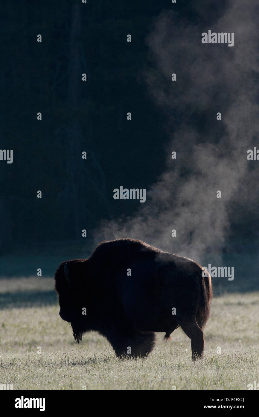 Bison Bull Steaming Stock Photo - Alamy